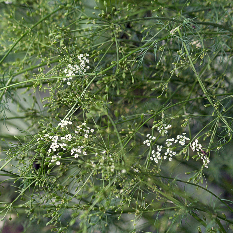 Graines de Cumin - Semences de Cuminum cyminum