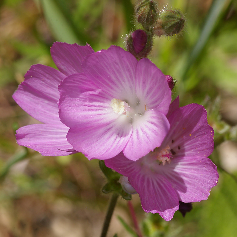 Graines de Sidalcée hybride - Semences de Sidalcea malviflora hems hybrids