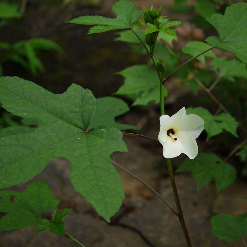 Graines d'Aibika - Semences d'Hibiscus / Abelmoschus manihot
