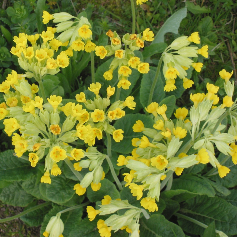 Graines de Coucou, Primevère officinale - Semences de Primula veris