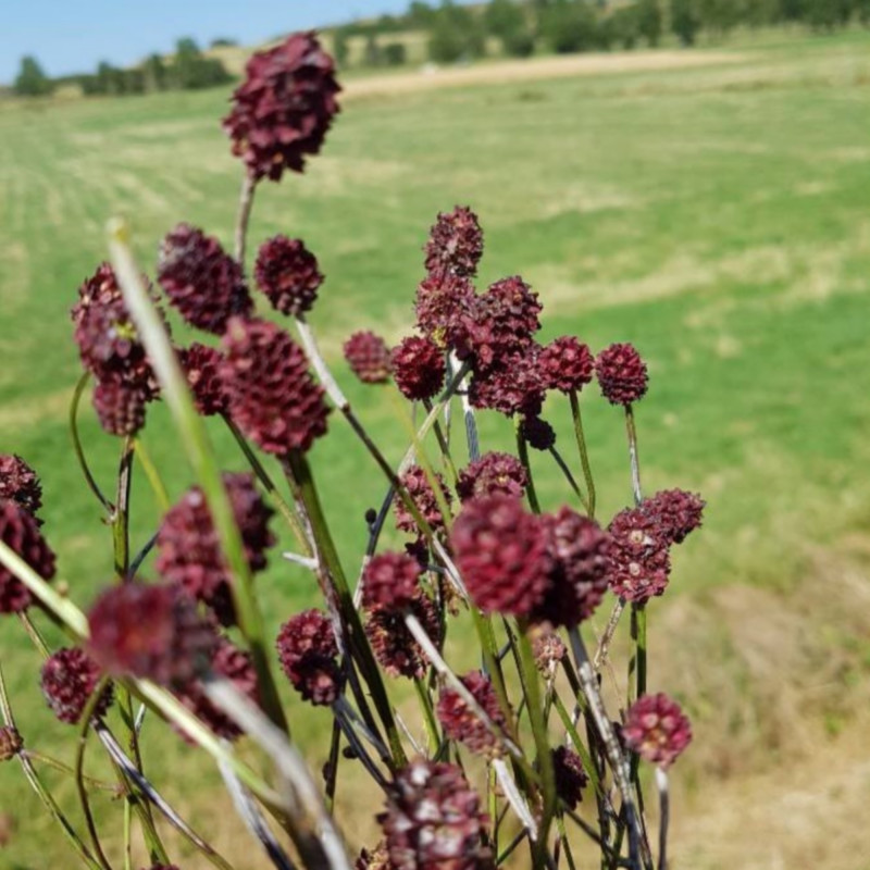 Graines de Pimprenelle officinale - Semences de Sanguisorba officinalis