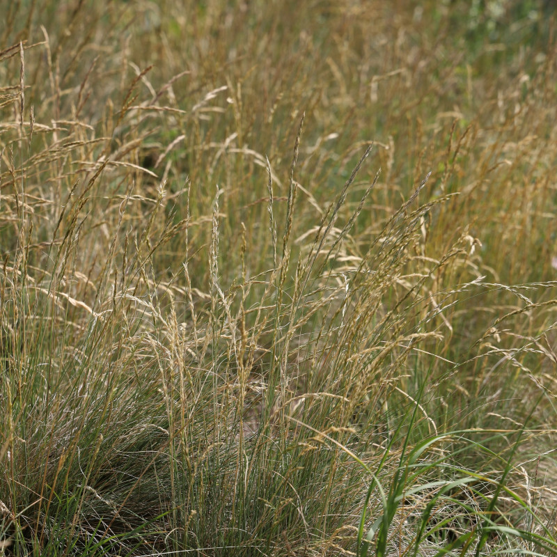 Graines de Fétuque du Valais - Semences de Festuca valesiaca