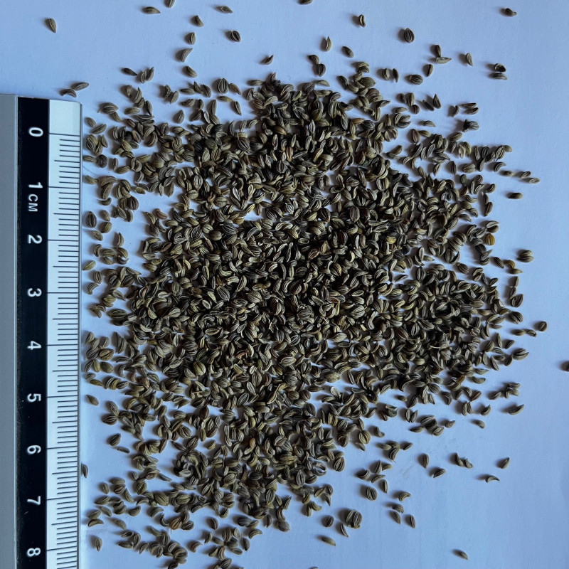 Graines de Persil commun plat - Semences de Petroselinum crispum