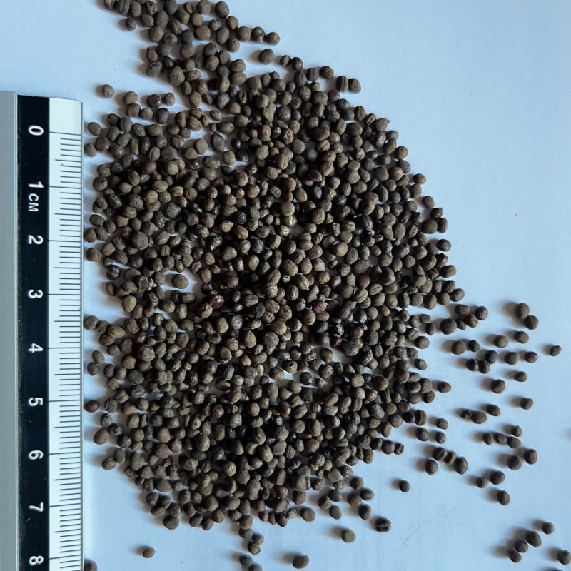 Graines de Balsamine des jardins - Semences d'Impatiens balsamina