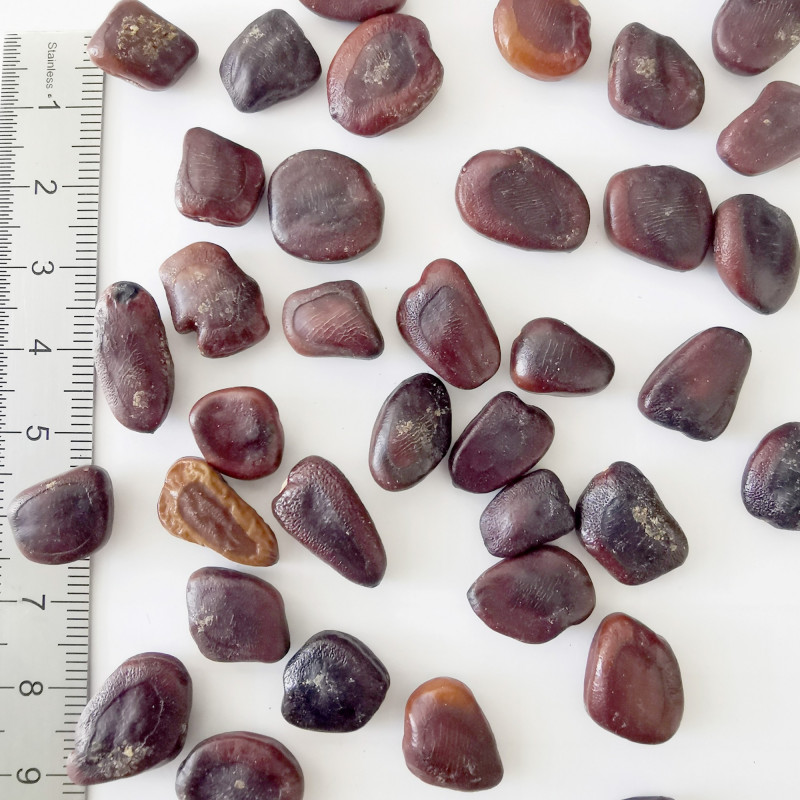 Graines de Tamarinier - Semences de Tamarindus indica