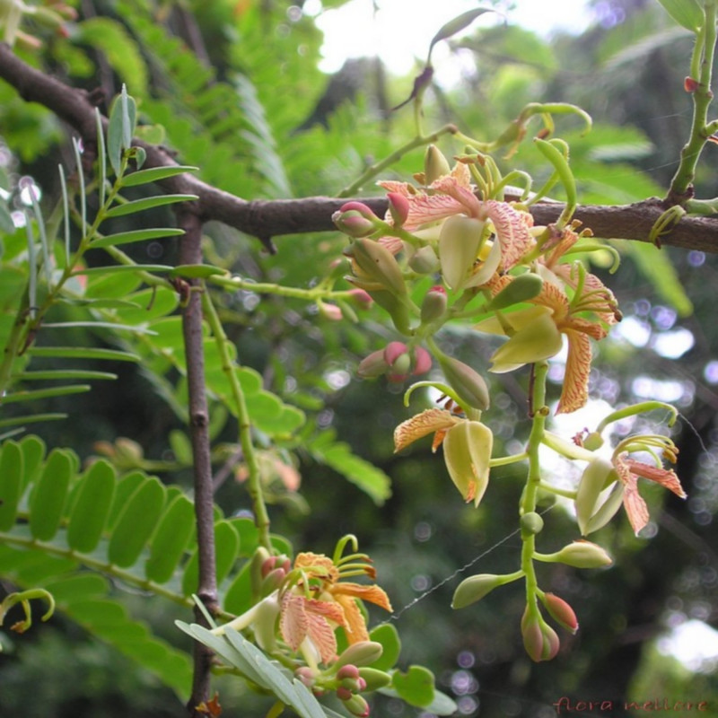 Graines de Tamarinier - Semences de Tamarindus indica