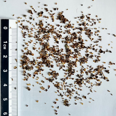 Graines de Lippia javanica