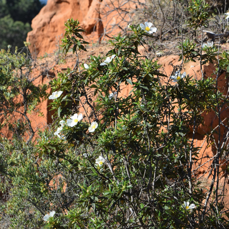 Graines de Ciste à gomme - Semences de Cistus ladanifer