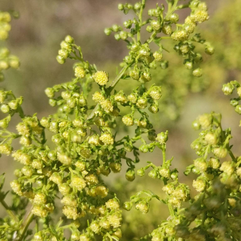 Graines d'Artemisia annua - Semences d'Armoise annuelle - Plante annuelle