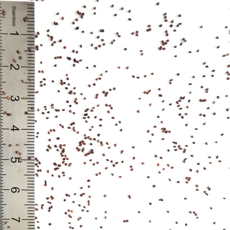 Graines de Ciste à gomme - Semences de Cistus ladanifer