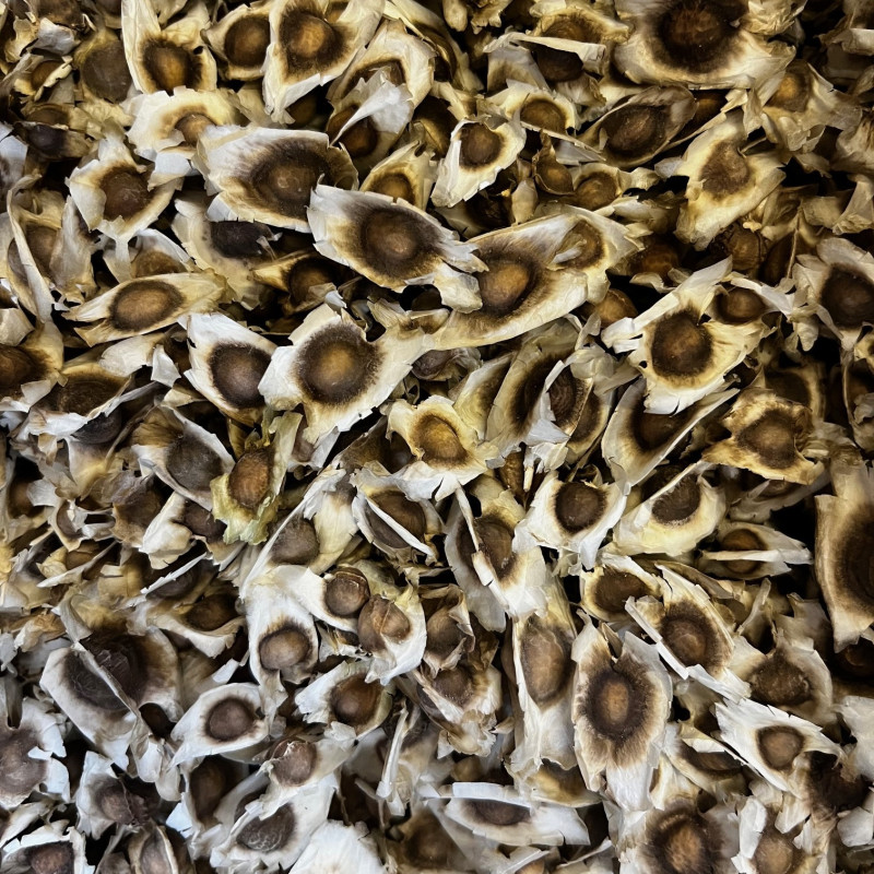 Graines de Moringa Oleifera - Semences de Moringa pterygosperma