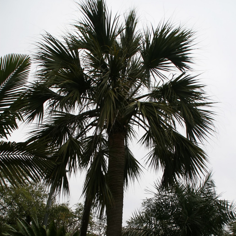 Graines de Chou palmiste - Semences de Sabal palmetto