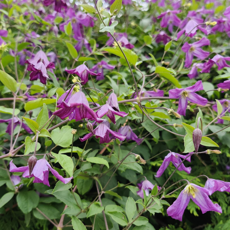 Graines de Clématite bleue, italienne - Semences de Clematis viticella
