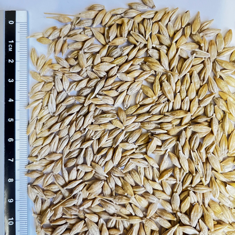 Graines d'Hordeum vulgare - Semences d'Orge commune