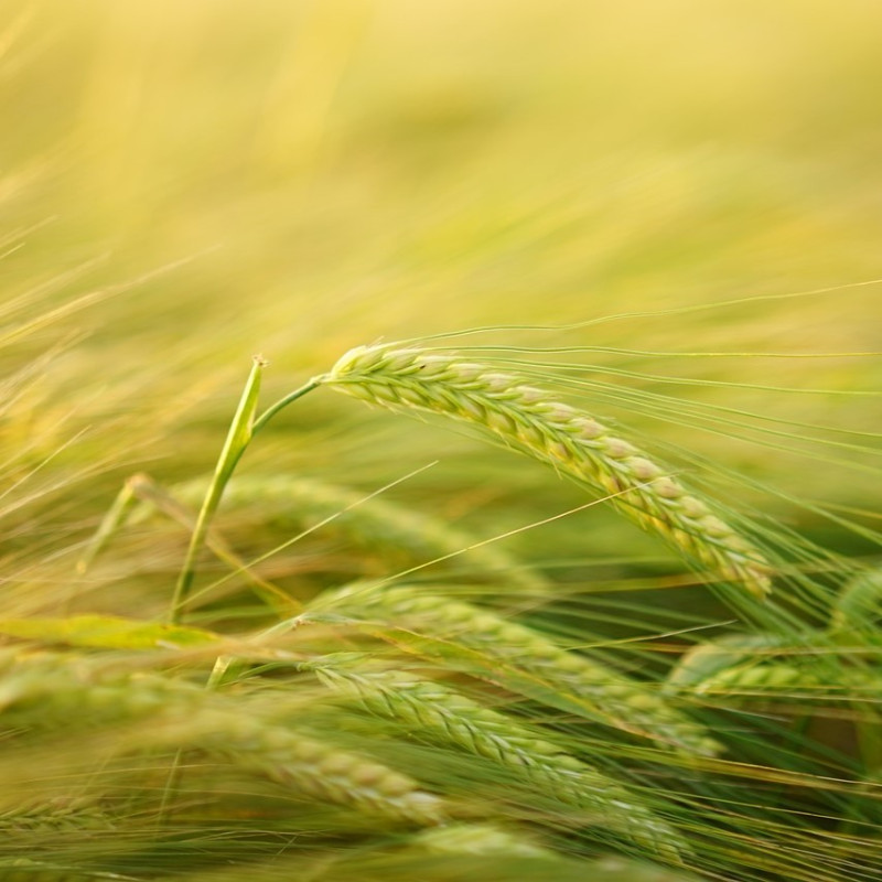 Graines d'Hordeum vulgare - Semences d'Orge commune