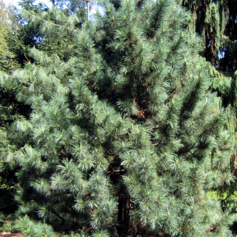 Pin blanc de Corée - Graines de Pinus koraiensis