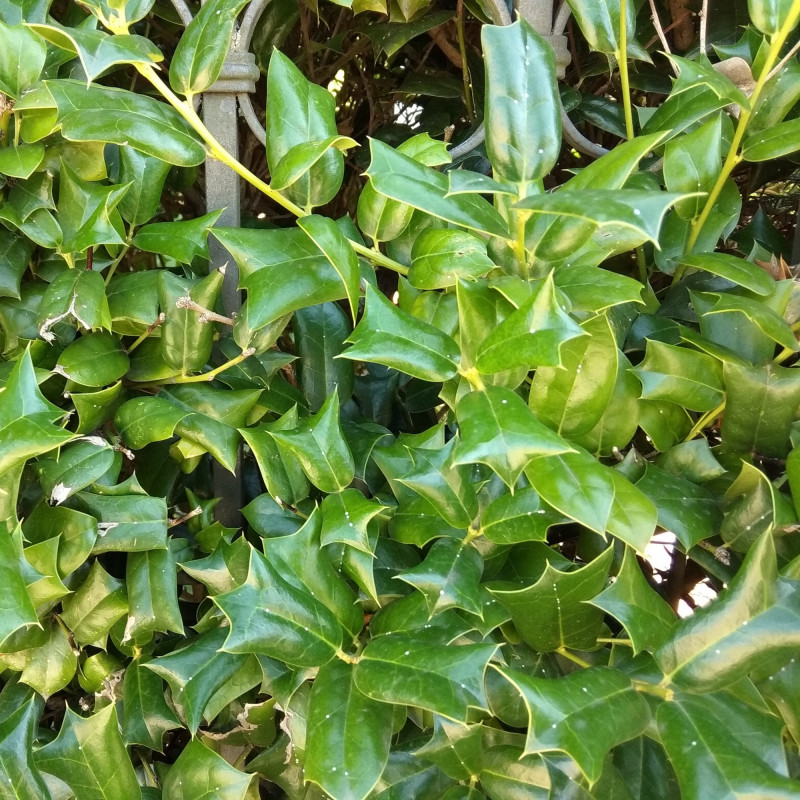 Graines d'Ilex cornuta - Semences d'Ilex cornuta
