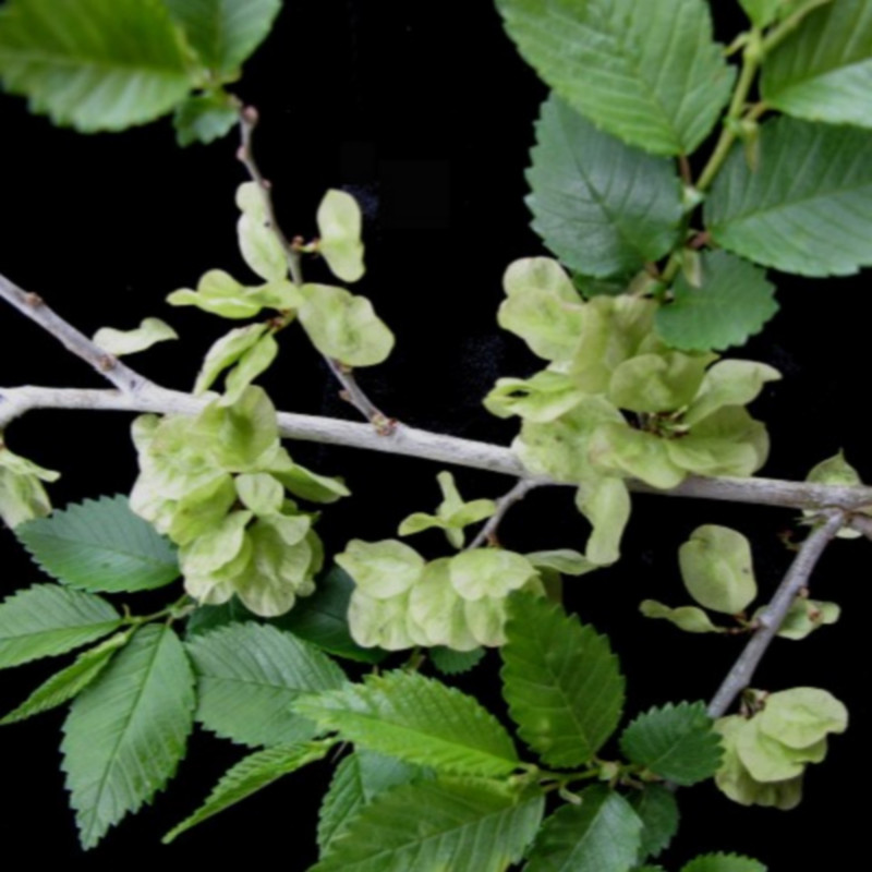 Graines d'Orme rouge - Semences d'Ulmus rubra