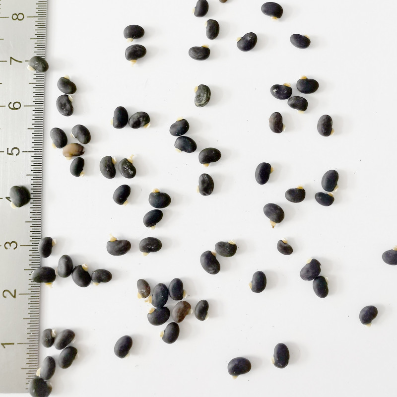 Graines de Podalyria sericea