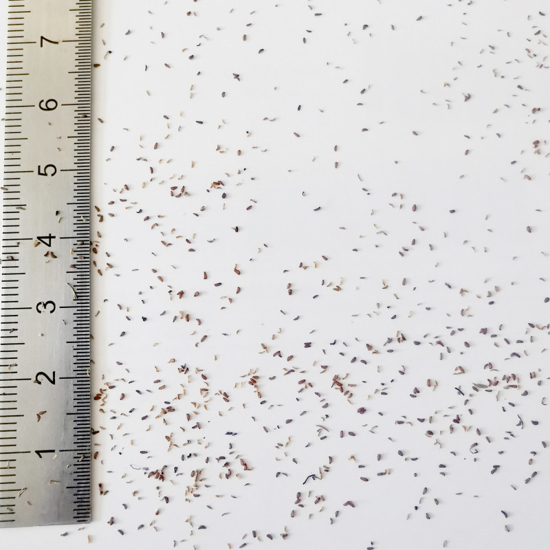 Graines de Kunzéa blanche - Semences de Kunzea ambigua