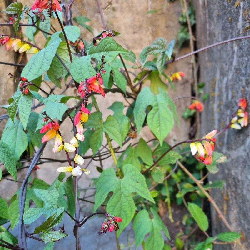 Graines de Mina lobata - Semences de Plumes d'Indien